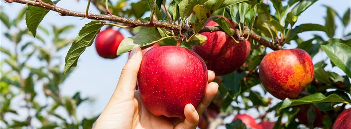 Everything You Need to Know About Apples | Sobeys Inc.