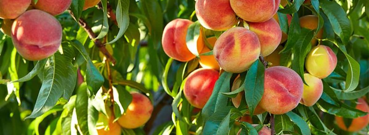 All You Need to Know About Peaches | Sobeys Inc.
